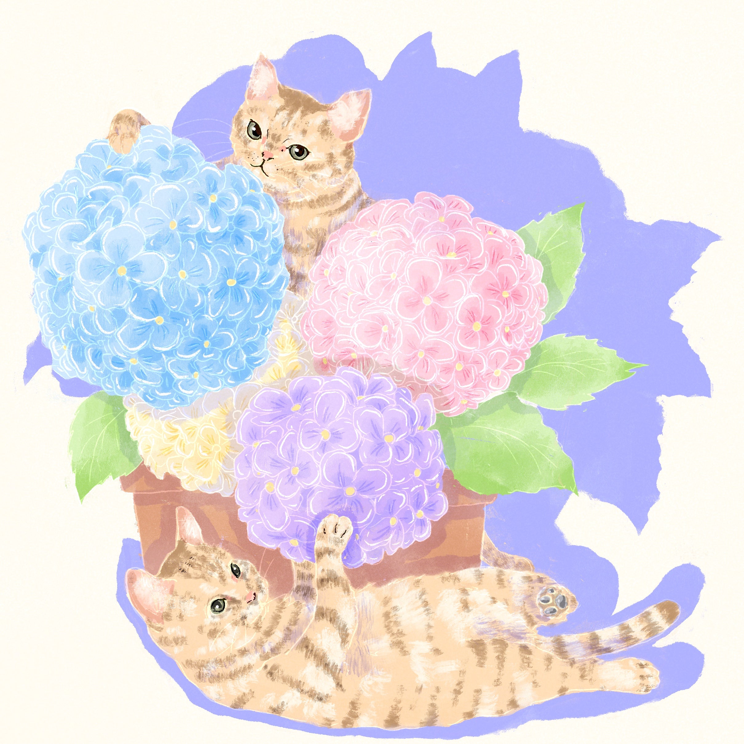 Gesha - Washed 904 NWS - Finca Nuguo – Hydrangea Coffee Roasters