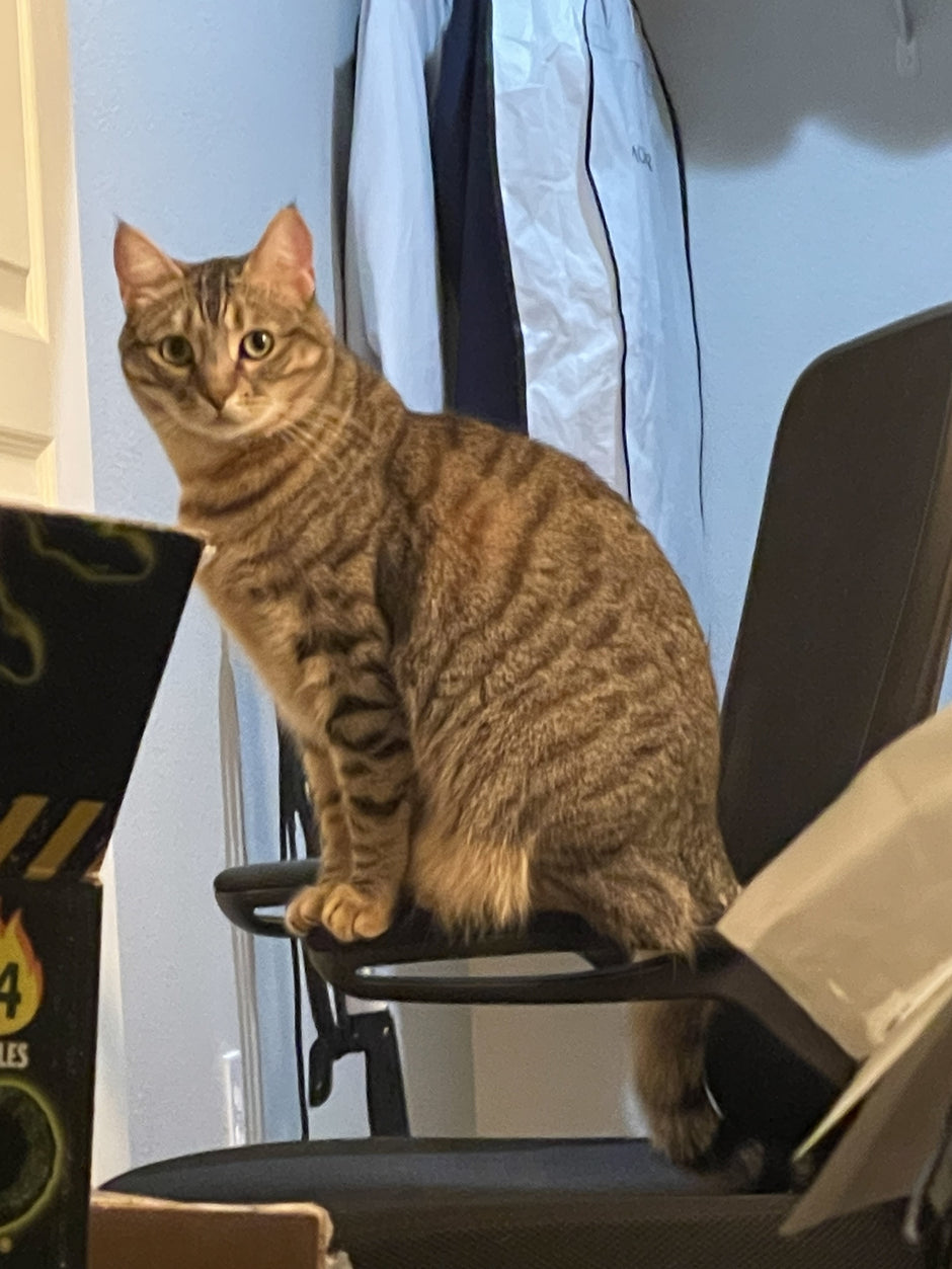 Hydrangea Coffee Roasters