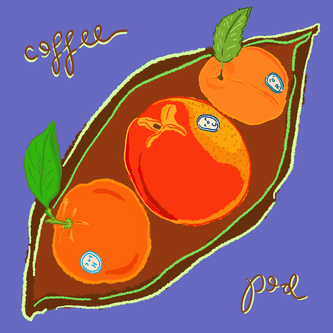 Hydrangea Coffee Roasters